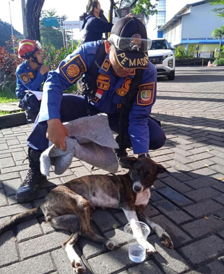 16 Laporan Kasus Gigitan Hewan Terduga Rabies di Kota Bekasi, Dinas ...